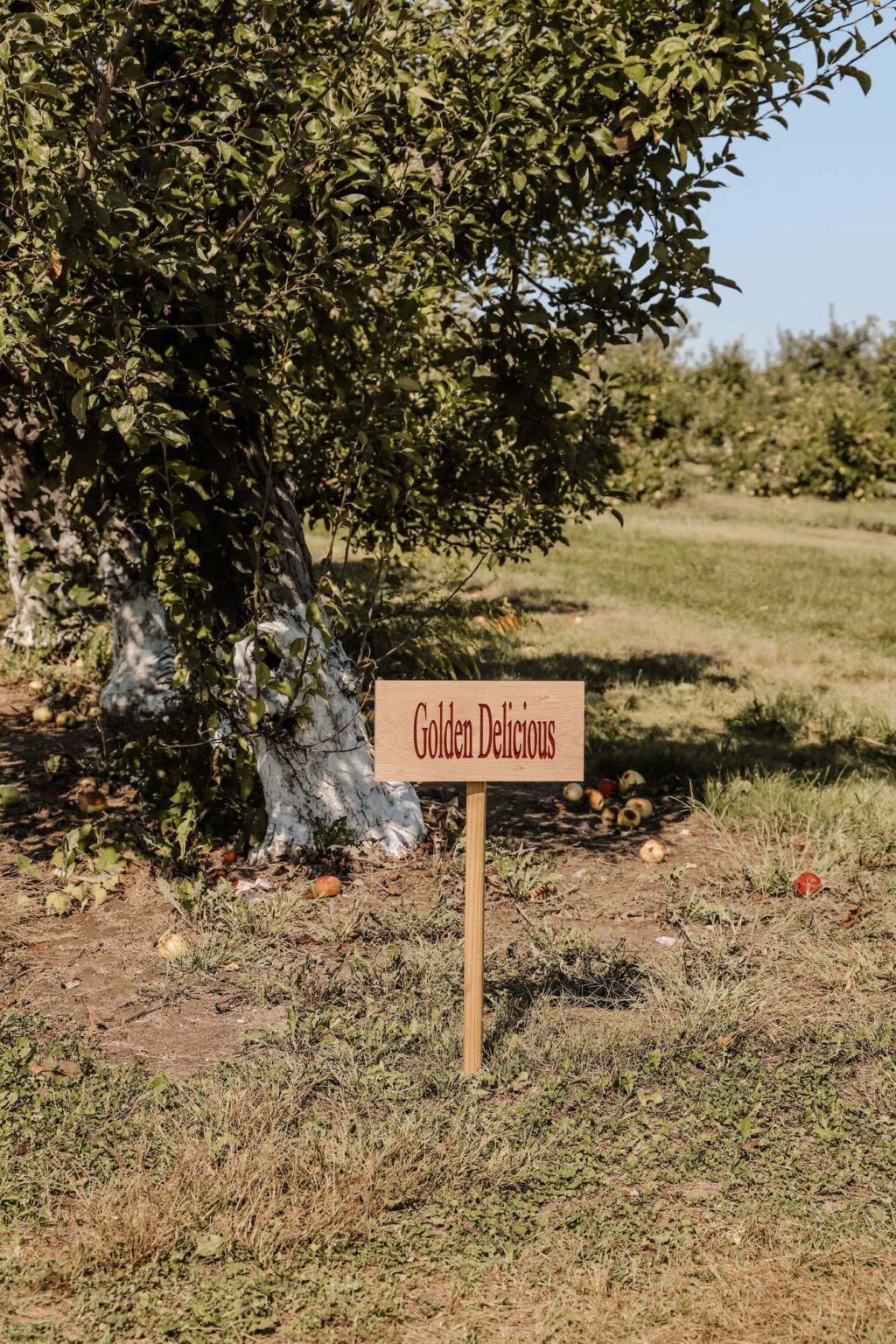 Indy Apple Orchard & Pumpkin Patch Guide - Sierra In The City