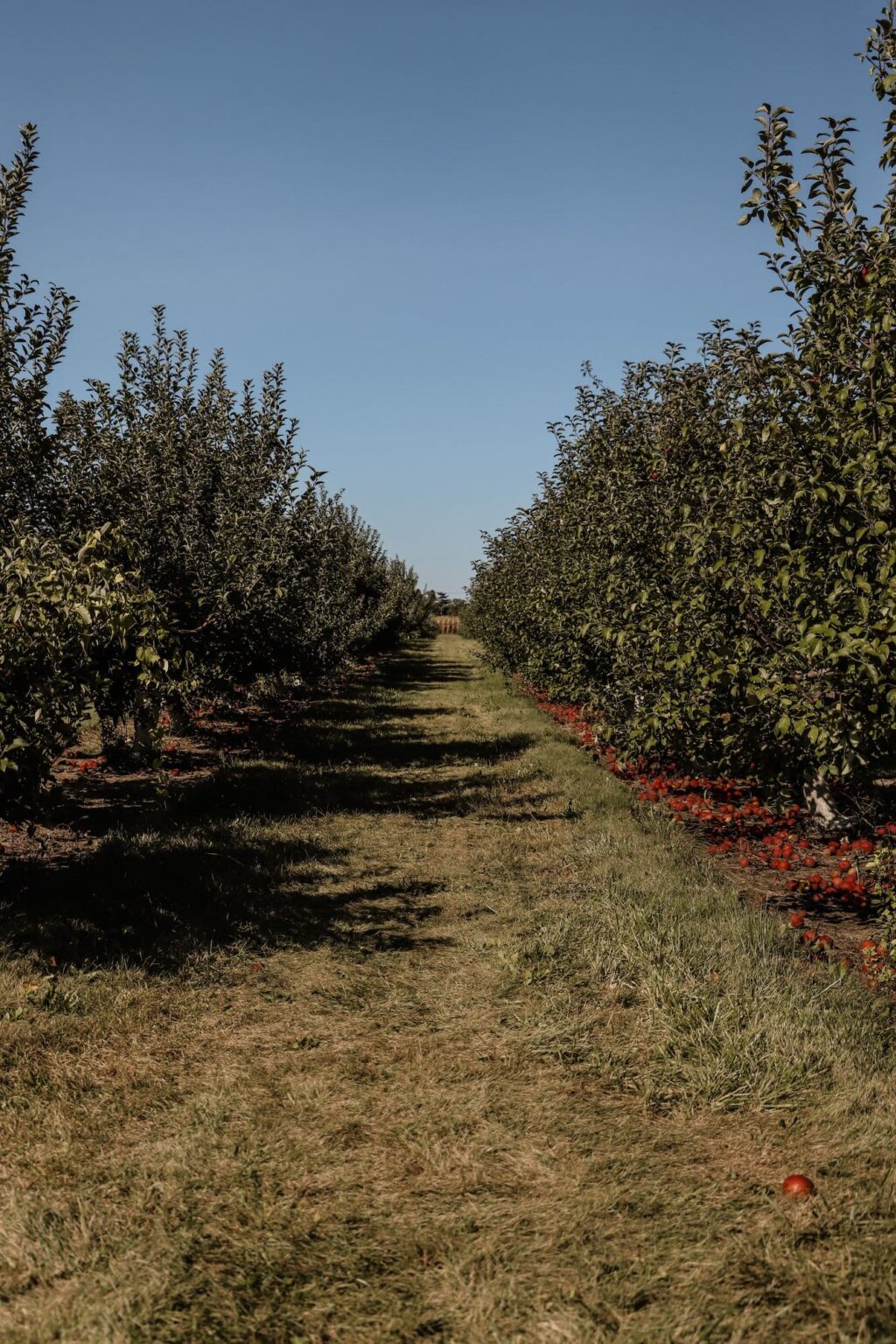 Indy Apple Orchard & Pumpkin Patch Guide - Sierra In The City